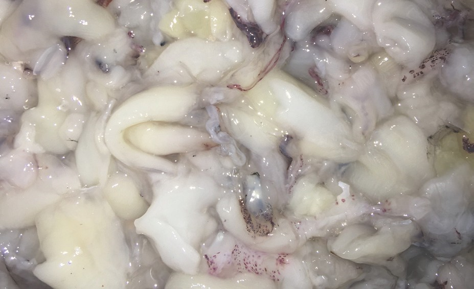 Calamar Congelado - Megasupply del Ecuador